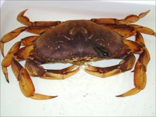 What crabs live on the East coast?