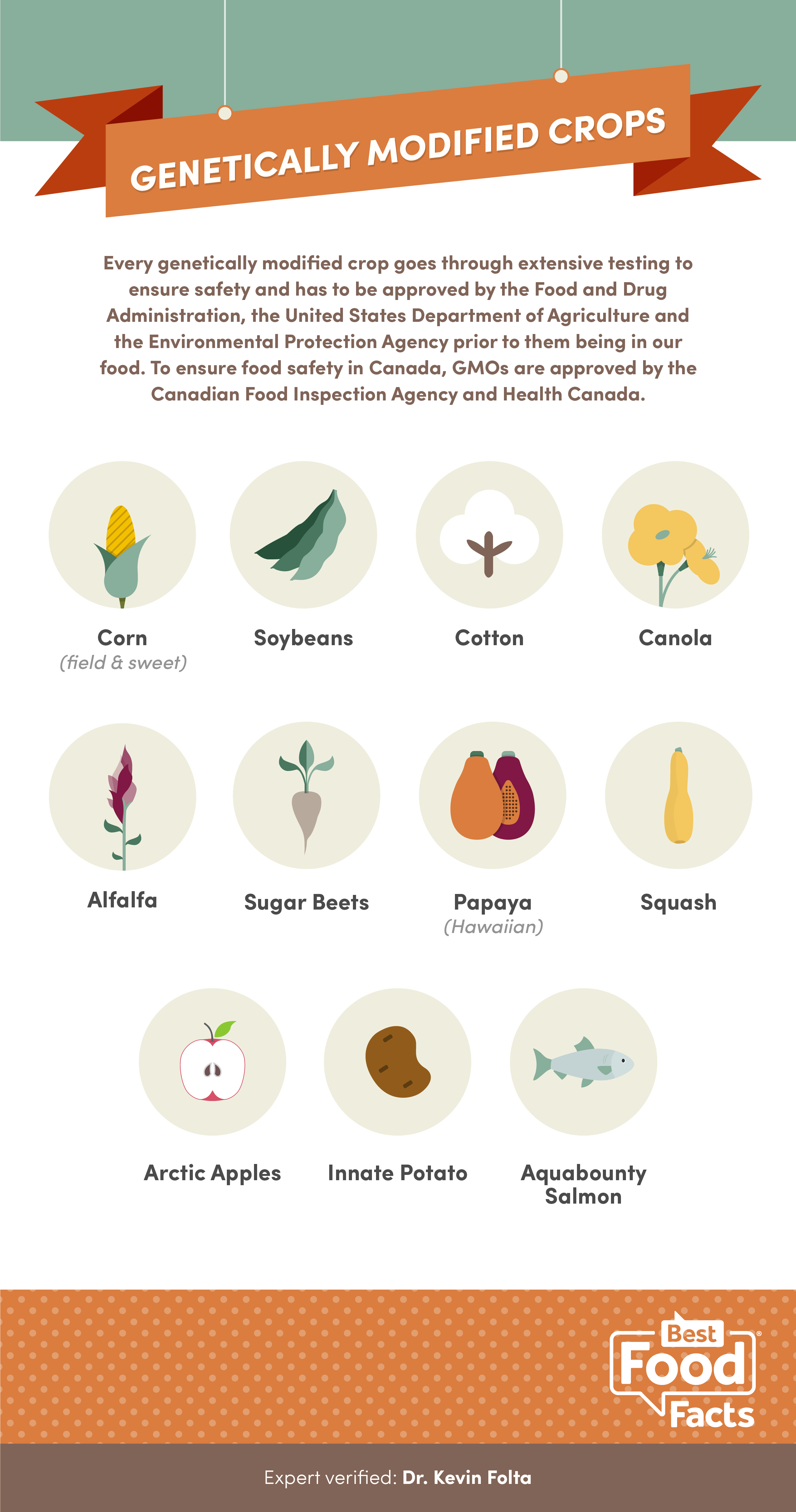What crops are typically genetically modified foods?
