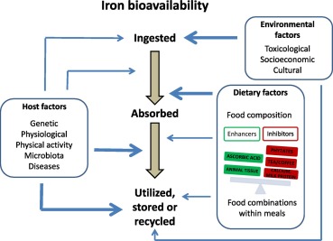 What decrease the bioavailability of iron?