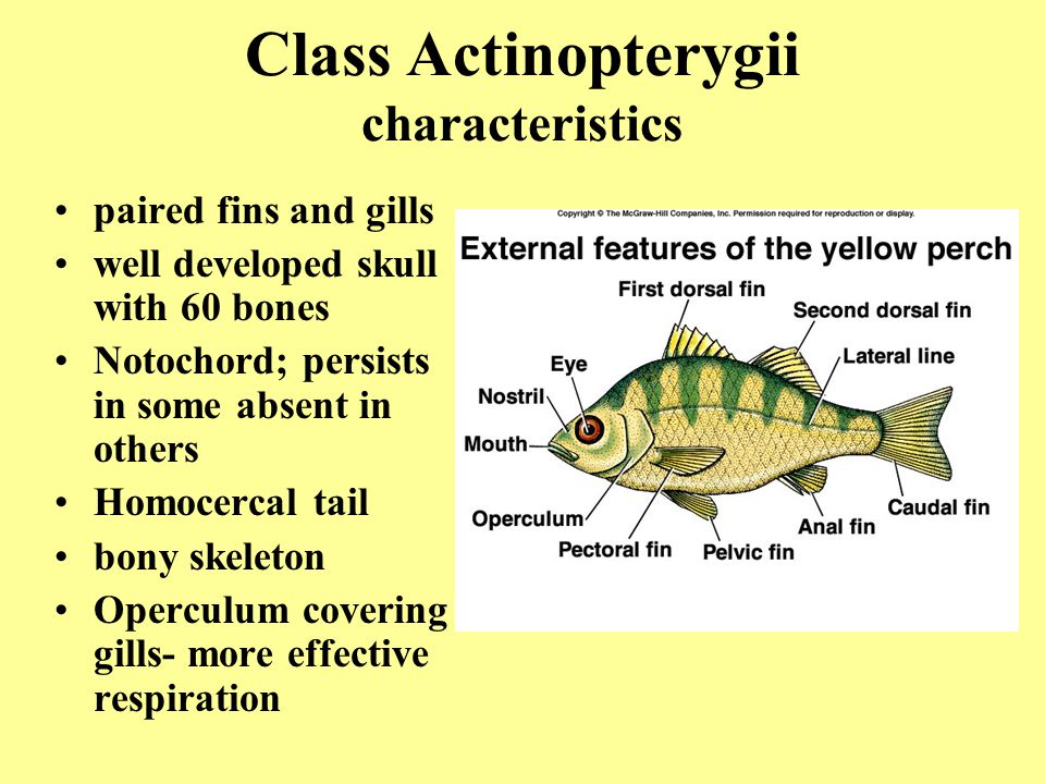 What defines Actinopterygii?