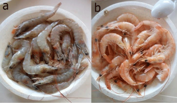 What determines the color of shrimp during preservation?