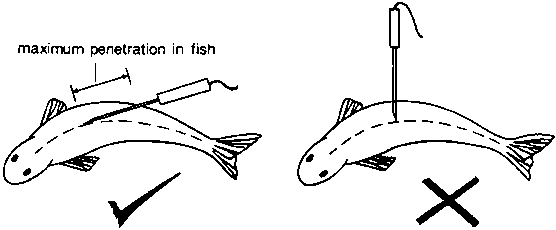 What device is used to measure the temperature of the fish?