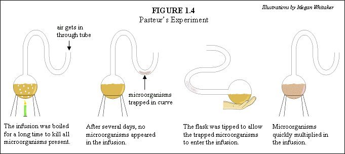 What did Pasteur's experiment with sterile broth show?