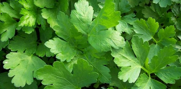 What disease can parsley cure?