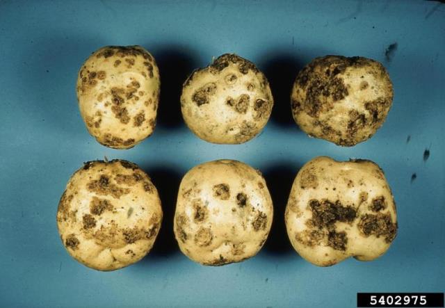 What diseases can you get from potatoes?