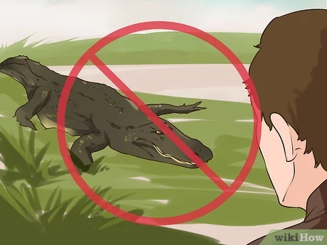 What do alligators avoid?