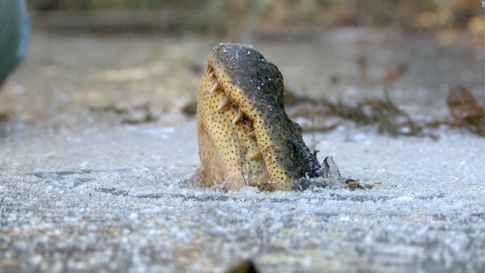 What do alligators do when the water gets cold?