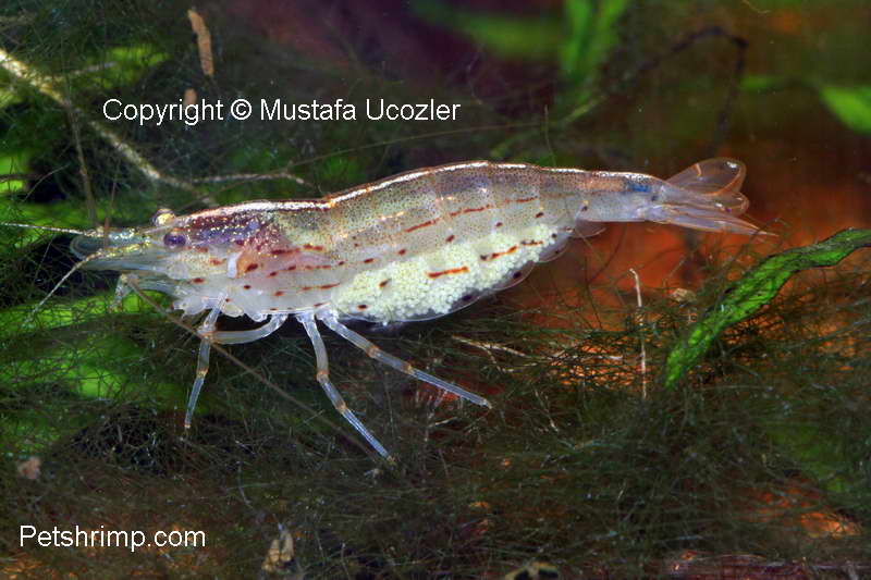 What do Amano shrimp eggs look like?