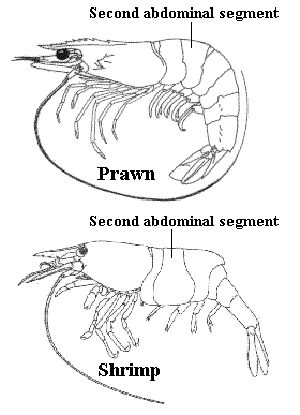 What do Americans call prawns?