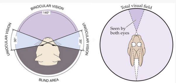 What do animals see with eyes on side of head?