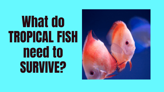 What do aquarium fish need to survive?