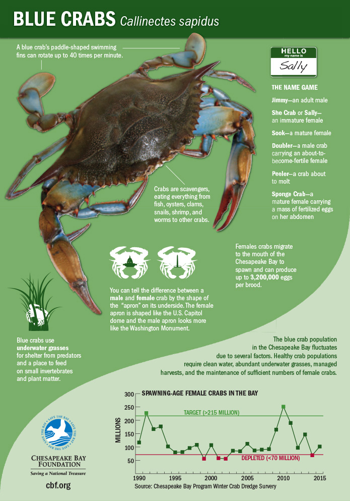 What do blue crabs depend on?