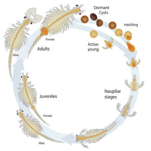 What do brine shrimp hatchlings eat?