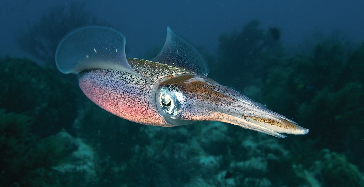 What do cephalopods do for the environment?