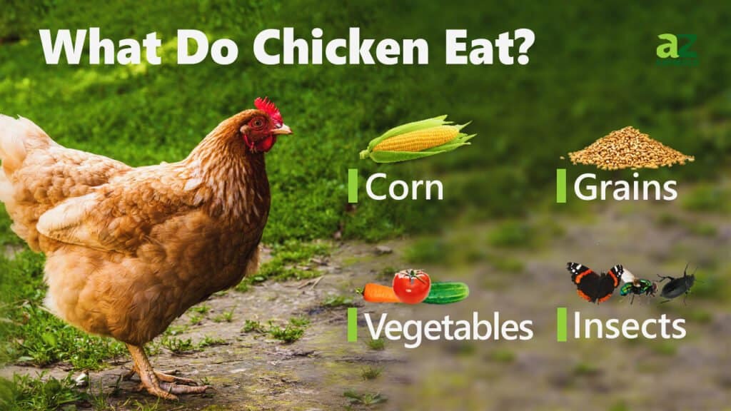 What do chicken eat in the wild?