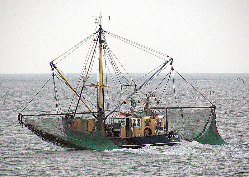 What do commercial fishermen catch?