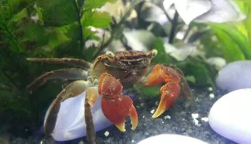 What do crabs eat in a fish tank?