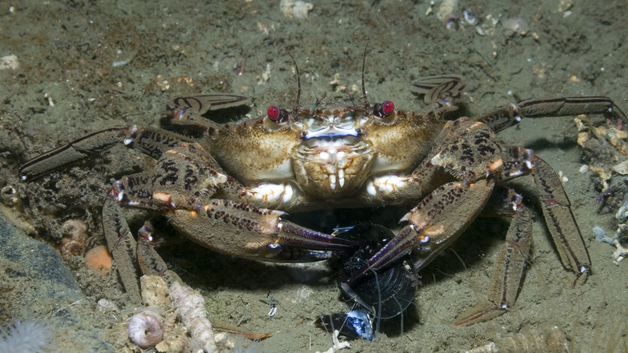 What do crabs eat in the ocean?