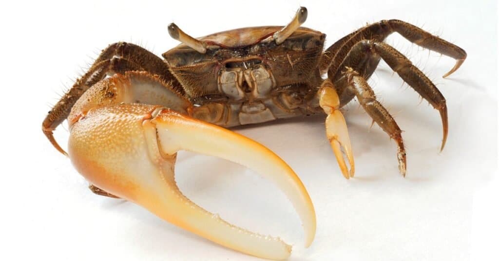 What do crabs like to eat the most?