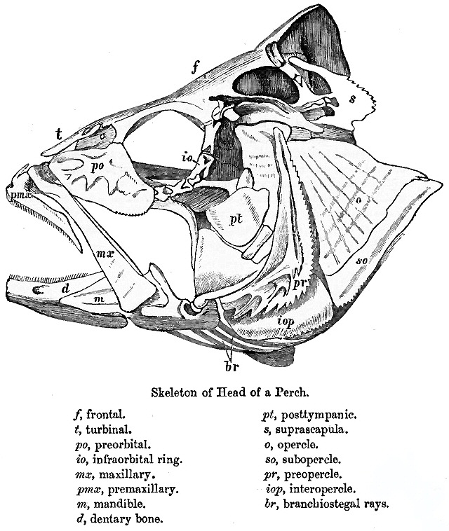 What do fish heads represent?