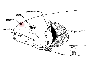 What do fish use their noses for?