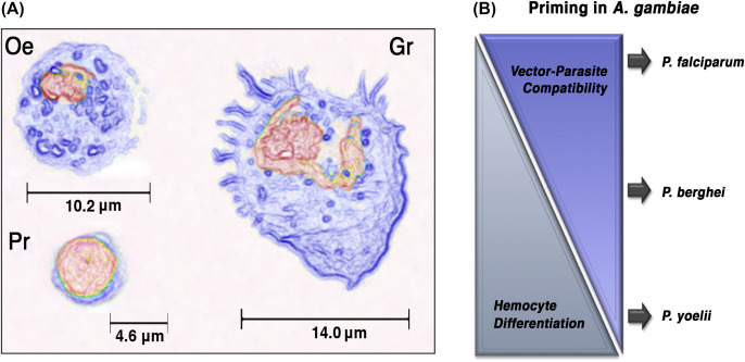 What do Haemocytes do?