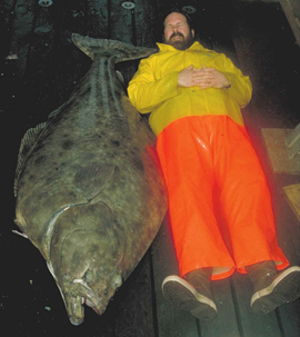 What do halibut do in the winter?