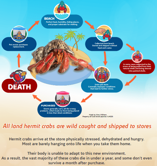 What do hermit crabs do during the day?
