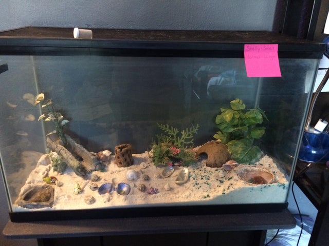 What do hermit crabs do in a tank?