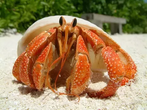 What do hermit crabs eat in the wild?