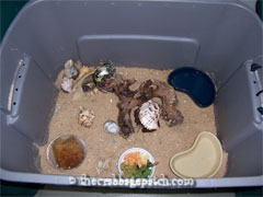 What do hermit crabs like in their cage?
