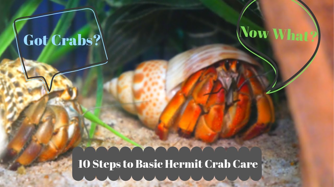 What do hermit crabs need to be happy?