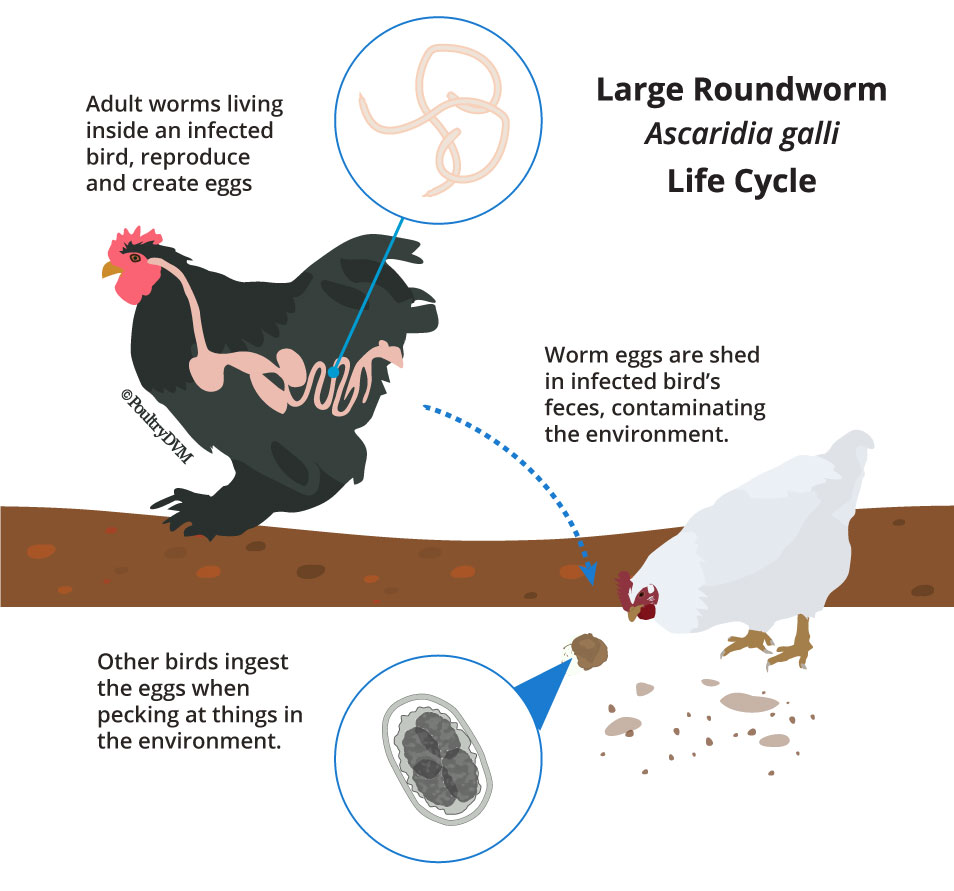 What do I do if my chickens have worms?