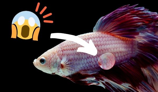 What do I do if my fish has a lump?