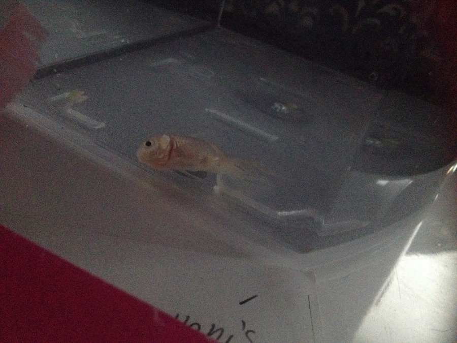 What do I do if my fish is breathing but not moving?