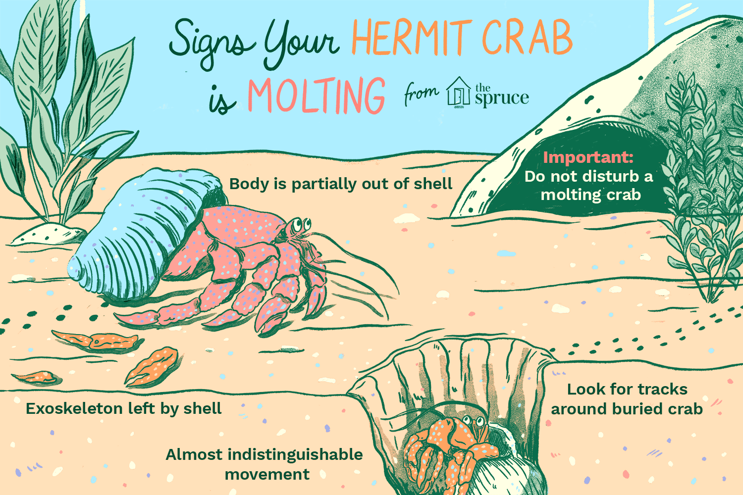 What do I do when my crab is molting?