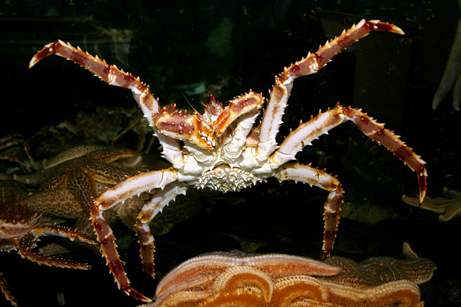 What do king crabs eat in the ocean?