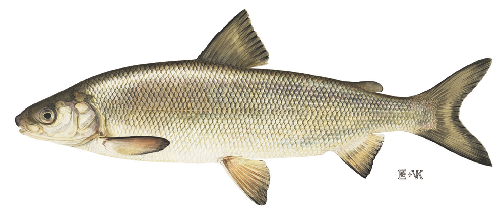 What do lake whitefish look like?