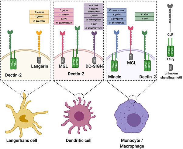 What do lectins do to the human body?