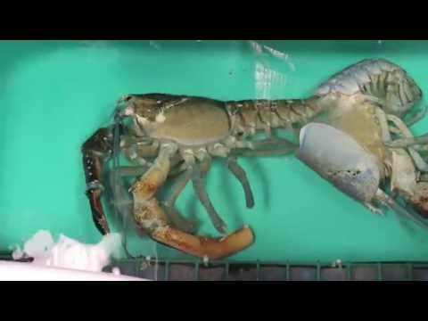 What do lobsters do when molting?