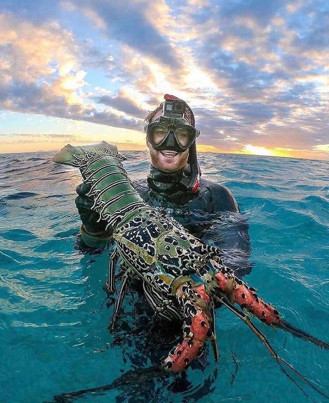 What do lobsters eat in the Great Barrier Reef?