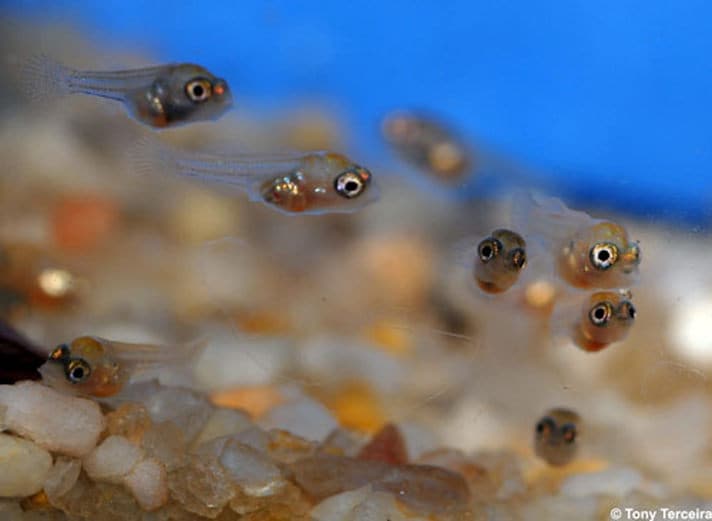 What do newborn baby fish eat?