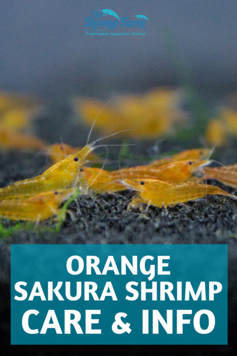 What do Orange Sakura shrimp eat?