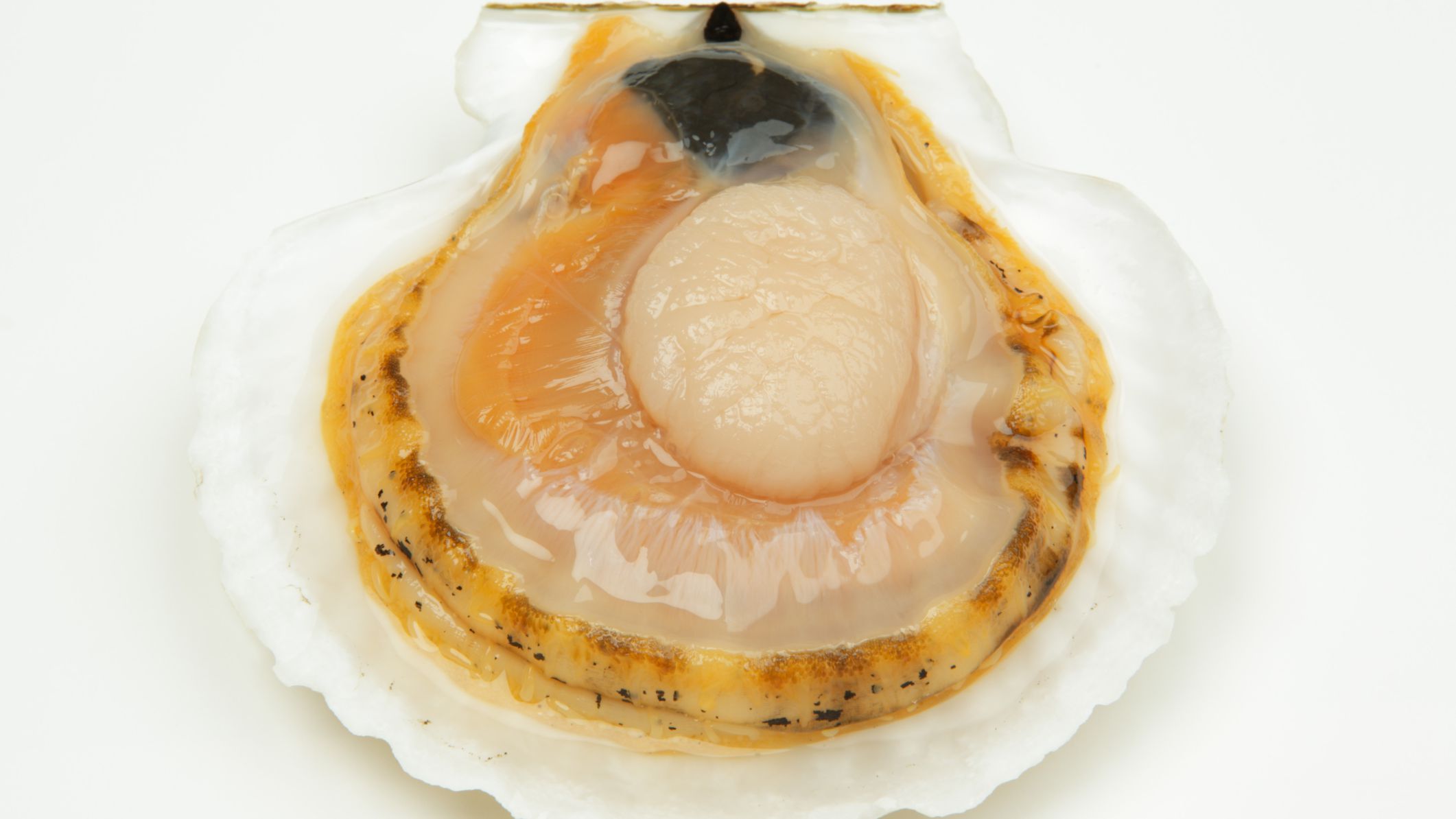 What do real scallops look like?