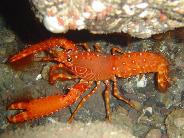 What do Reef Lobsters eat?