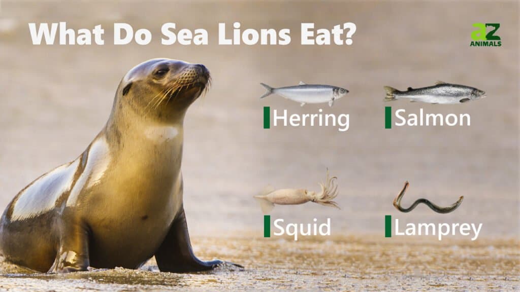 What do sea lions eat the most?