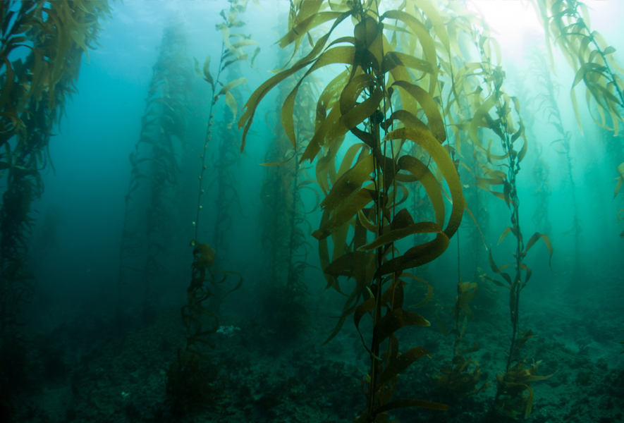 What do seaweeds need growing?