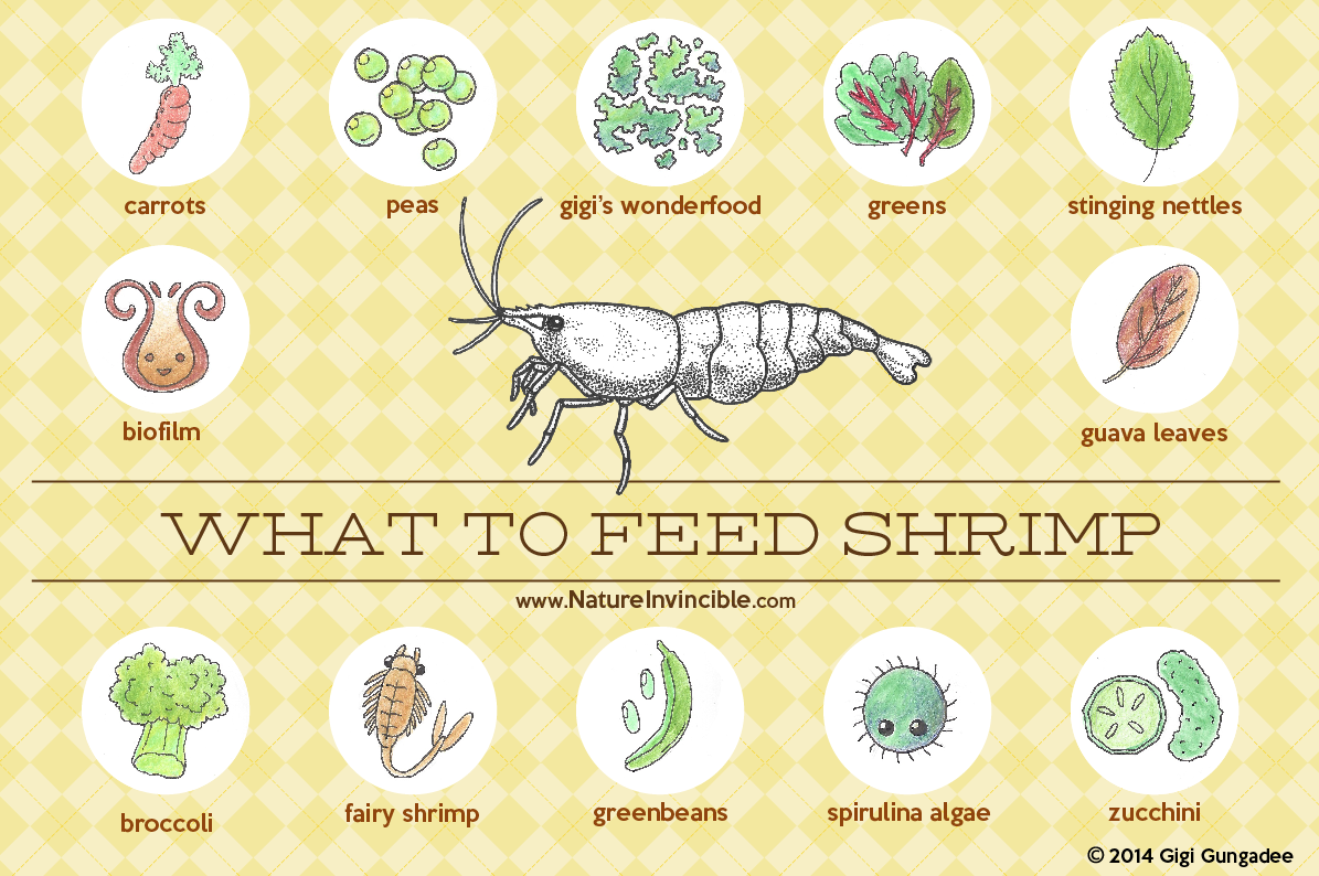 What do shrimp eat to survive?