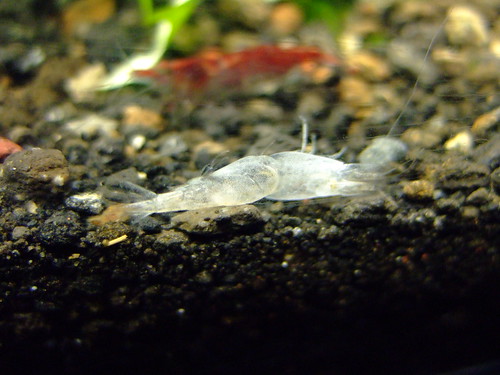What do shrimp look like when they are dead?