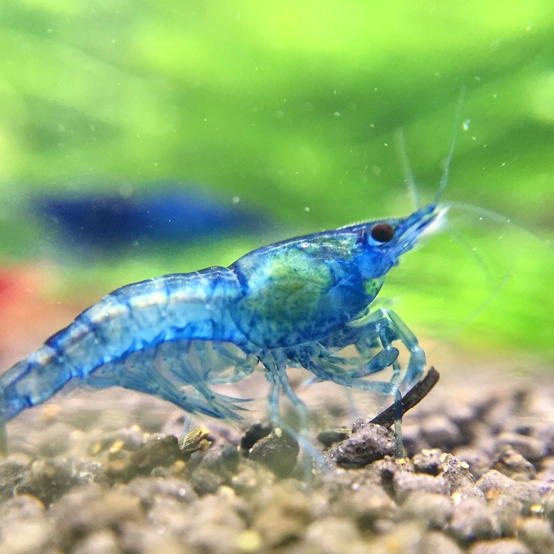 What do shrimp need to survive?